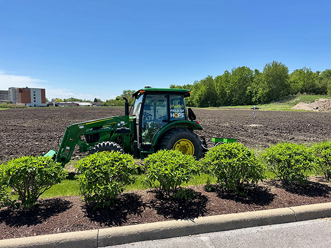 Behind the beauty lies dedicated work, as tractors prepare the soil for next season's spectacular sunflower showing.