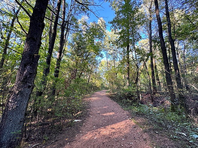 Sunlight dapples this woodland path, inviting visitors deeper into the forest where artistic surprises await around every bend.