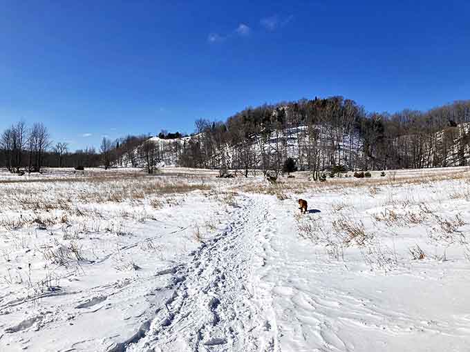Winter transforms the meadow into a pristine wonderland, where each footstep writes a temporary chapter in the snow's blank pages.