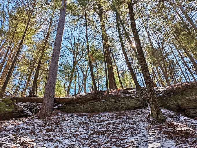 Winter woods bathed in golden light create the kind of scene that makes you forgive Wisconsin for its brutal cold.