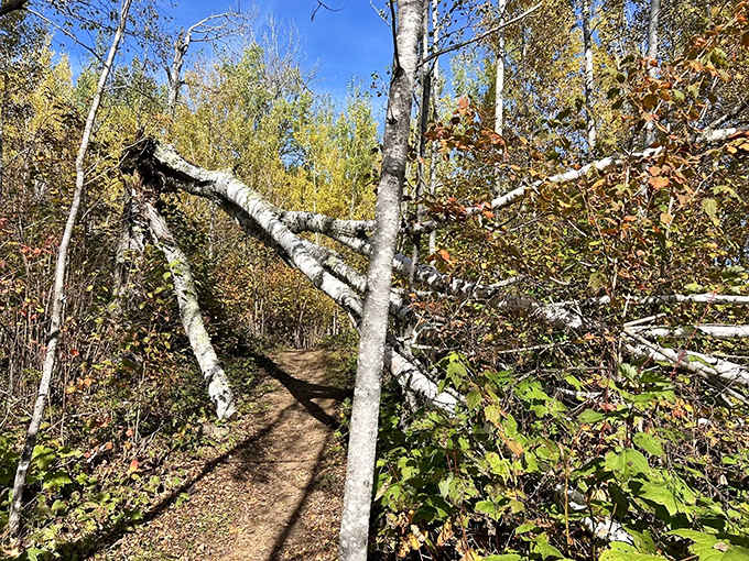 Nature's obstacle course: fallen birch creates natural archways that make you feel like you're entering some magical woodland realm.