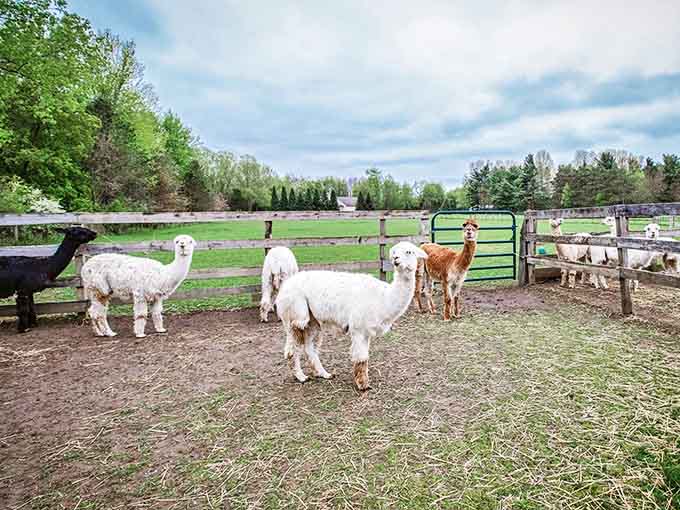 Each alpaca has a distinct personality, from the bold attention-seekers to the shy observers watching from a safe distance.