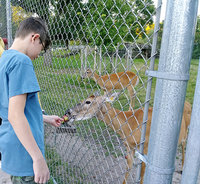 A magical moment of connection between child and deer &ndash; no video game can compete with the wonder in a young face during this gentle encounter.