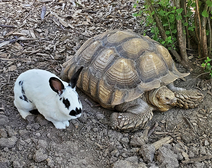 The ultimate odd couple: A spotted bunny and ancient tortoise share a peaceful moment at Aikman's diverse sanctuary.