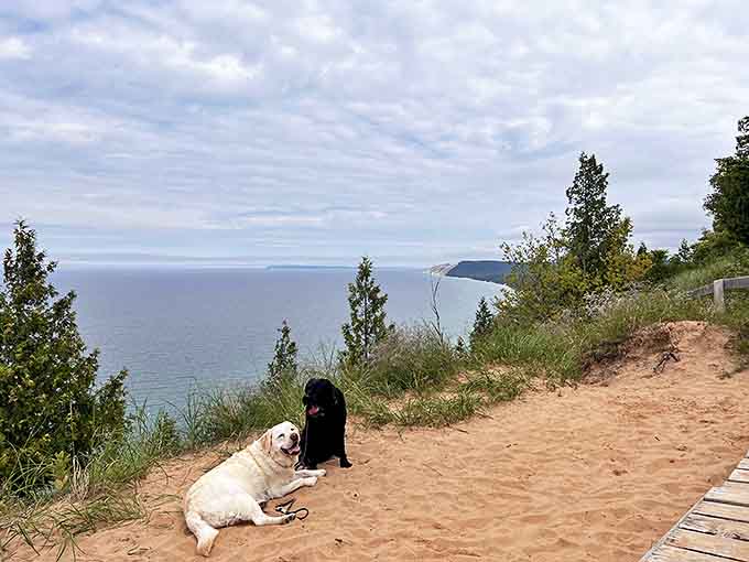These trail dogs are living their best lives, probably judging humans who complain about a little uphill walking while they bound ahead effortlessly.