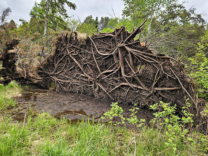 Tree roots exposed like nature's sculpture &ndash; a reminder of Lake Superior's constant reshaping of the shoreline through powerful storms.