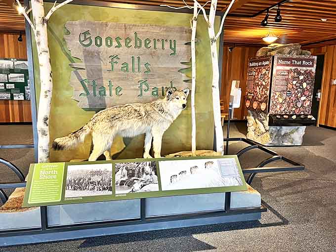 The visitor center's exhibits bring the North Shore's natural history to life, with this wolf display stealing the show.