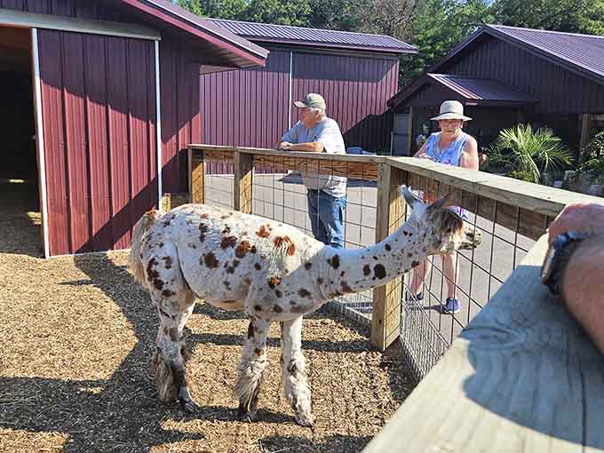 This spotted beauty seems to pose for the camera, showing off nature's impeccable design sense in fur patterns.