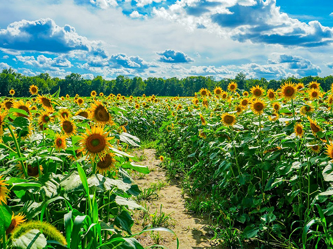 Even on cloudy days, the fields radiate their own sunshine, proving that some natural wonders don't require perfect weather to work their magic.
