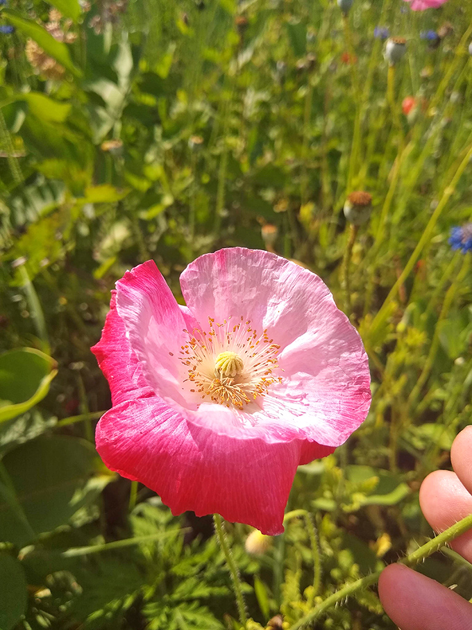 Nature's perfect geometry revealed in this pink poppy's delicate architecture &ndash; a reminder that the most beautiful designs often grow wild.