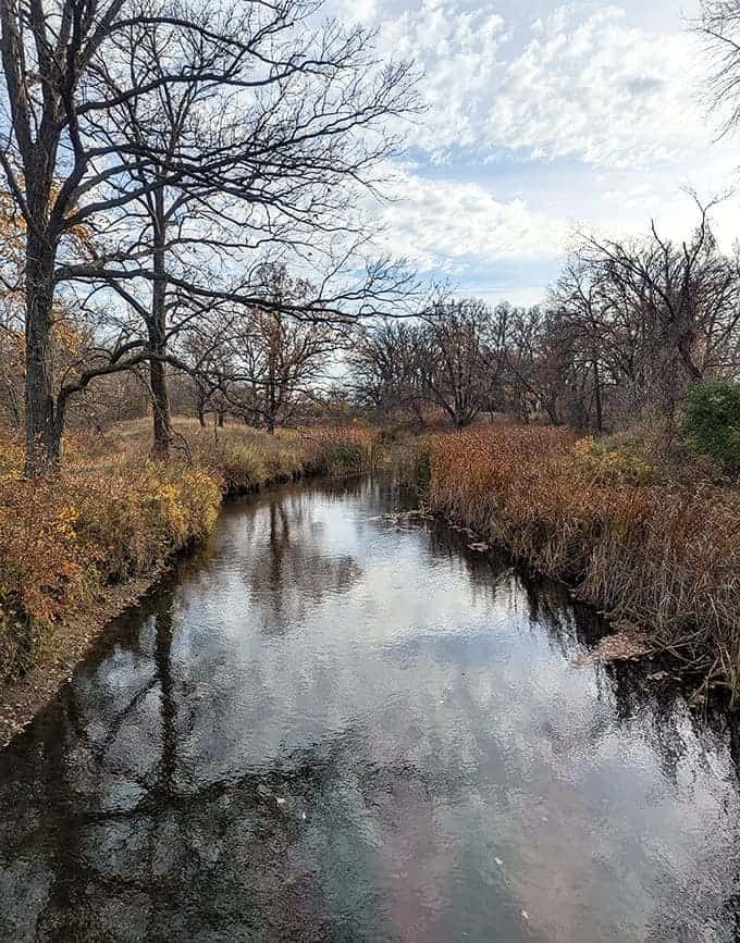 Autumn transforms this creek into nature's mirror, reflecting bare branches and creating that perfect symmetry photographers wake up at ungodly hours to capture.