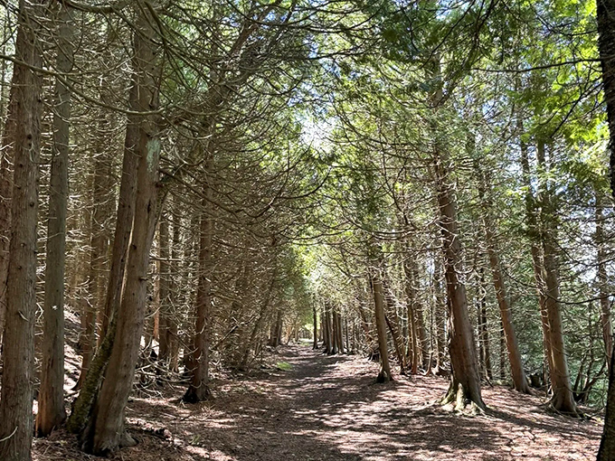 Sunlight filters through towering trees, creating nature's cathedral along one of Fayette's most serene hiking paths.