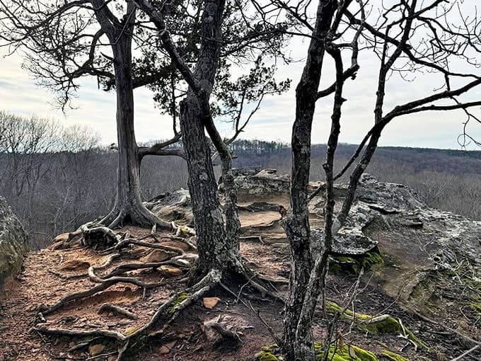 The gnarled trees clinging to rocky outcrops have that perfect "I've seen some things" character that makes every photo look like fine art.