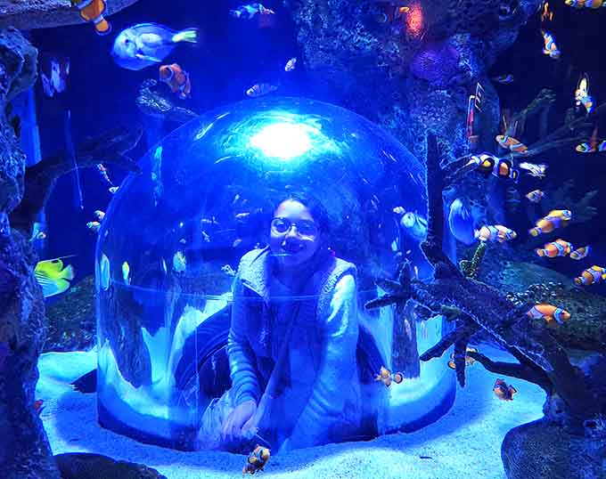 This pop-up observation bubble creates the perfect photo opportunity, surrounding visitors with colorful fish while keeping everyone perfectly dry.