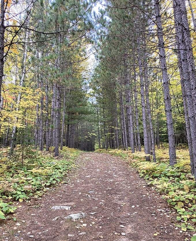 Whispers of the past: This serene forest path follows the same route miners once trudged daily, their footsteps now replaced by curious explorers.