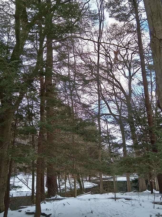 The forest takes on a stark elegance in winter, with bare trees and snow creating a minimalist aesthetic that's surprisingly captivating.