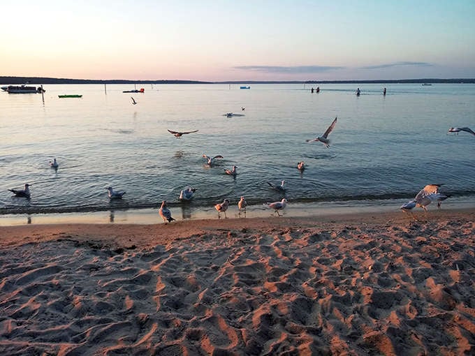 Seagulls gather for their evening meeting, presumably discussing which unsuspecting picnicker might "donate" a sandwich tomorrow.