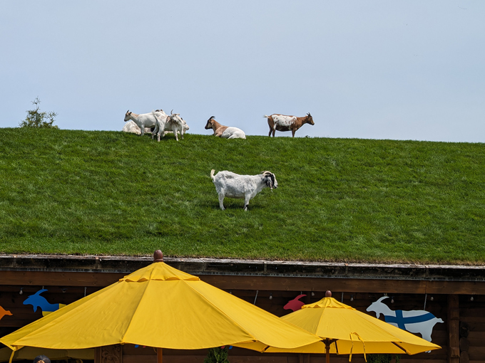 Al Johnson&rsquo;s Swedish Restaurant & Butik 2