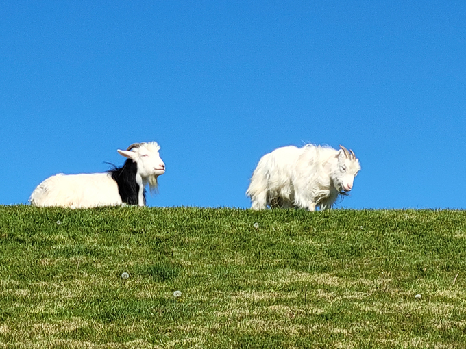 Al Johnson&rsquo;s Swedish Restaurant & Butik  8