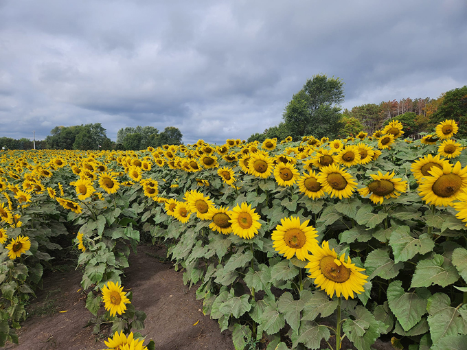 Andover Sunflower Field 2