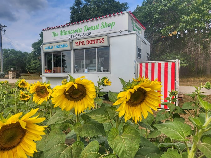 Andover Sunflower Field 3
