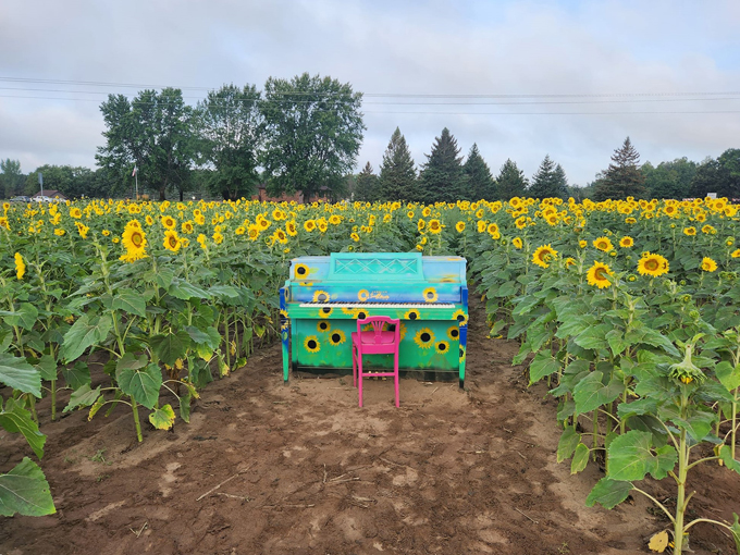 Andover Sunflower Field 4