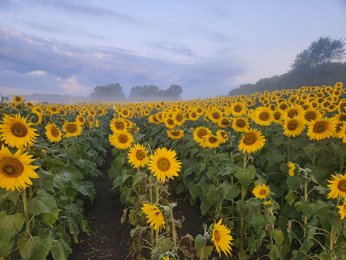 Andover Sunflower Field 5