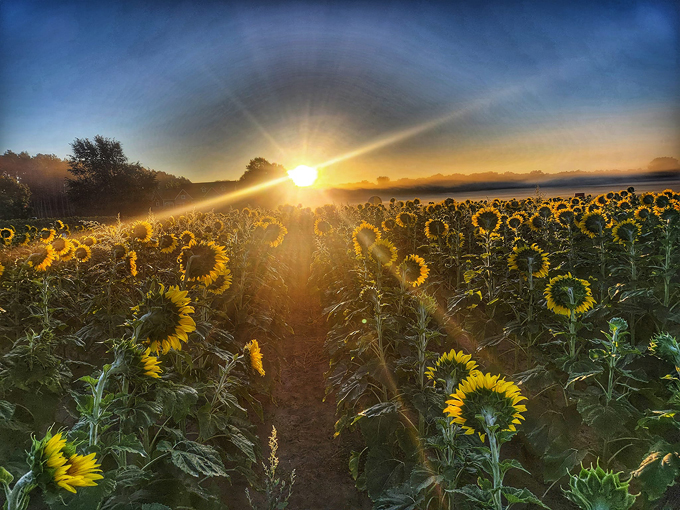 Andover Sunflower Field 7