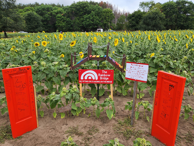 Andover Sunflower Field 9