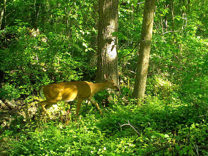 Cave of the Mounds 6