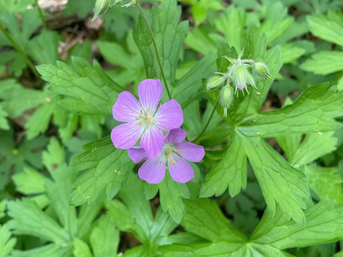 Devil's Doorway Loop 6