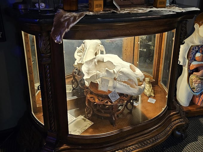 Forty Three Skulls 4