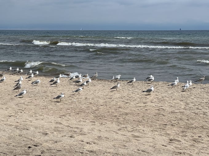 Kohler-Andrae State Park 6