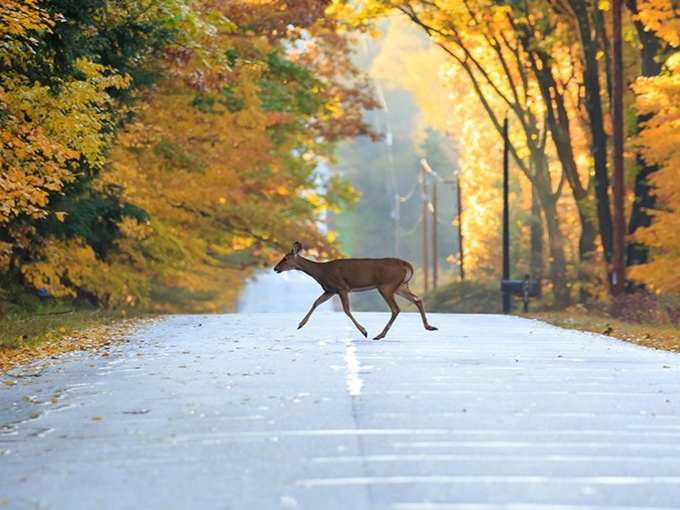 Nicolet-Wolf Scenic Byway 3