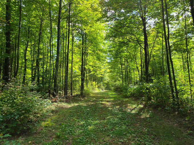Point Beach State Forest 4