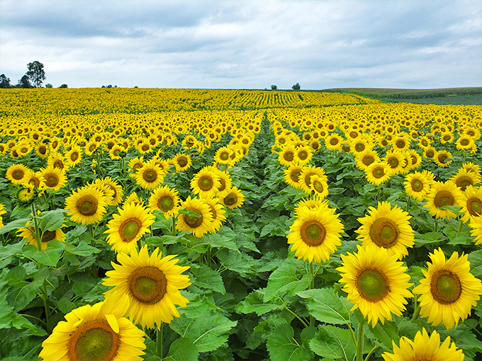 Rainbow Valley Sunflower Patch 1