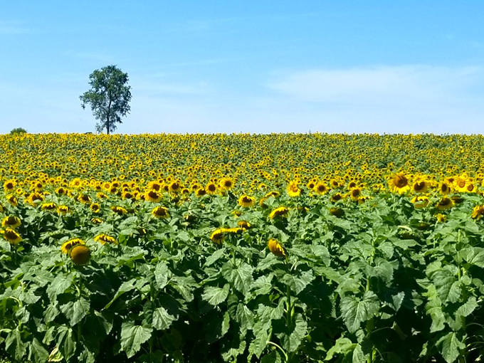 Rainbow Valley Sunflower Patch 2