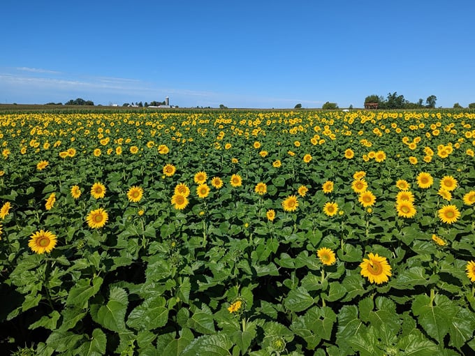 Rainbow Valley Sunflower Patch 3