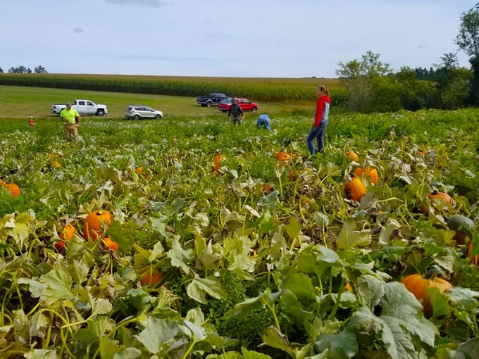 Rainbow Valley Sunflower Patch 8