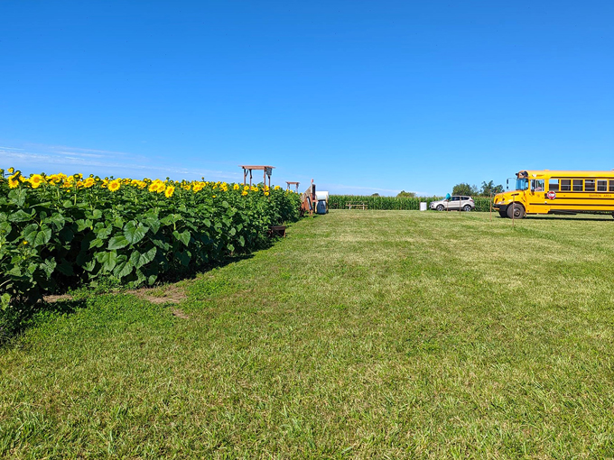 Rainbow Valley Sunflower Patch 9