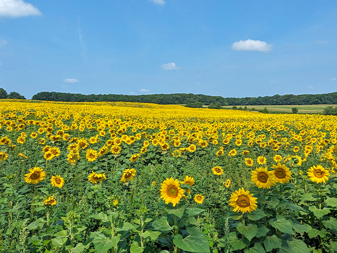 Sopa Fairview Farm 1
