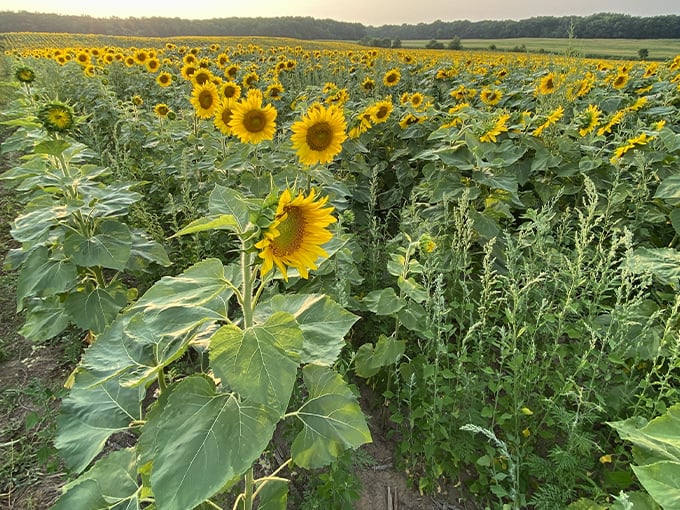 Sopa Fairview Farm 2