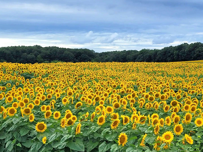 Sopa Fairview Farm 7