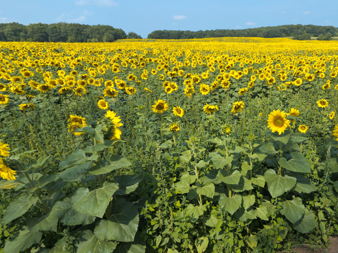 Sopa Fairview Farm 3