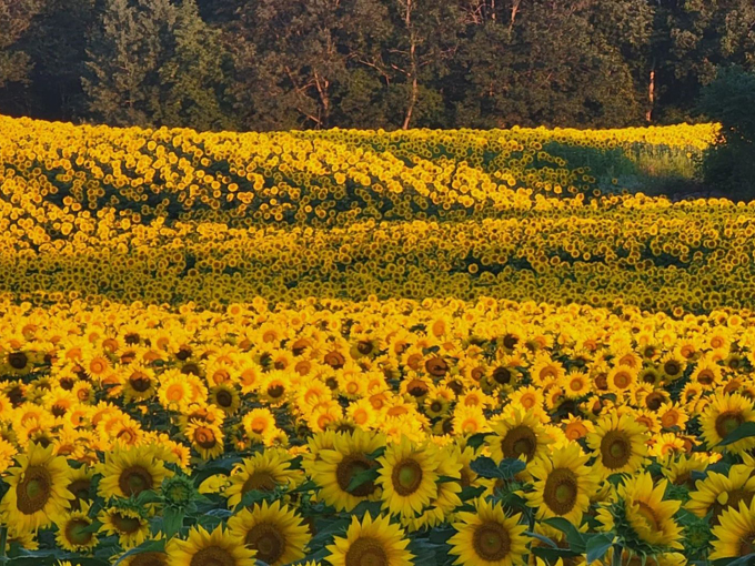 Sopa Fairview Farm 4