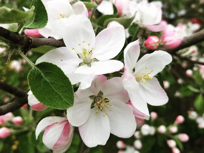 Sopa Fairview Farm 6