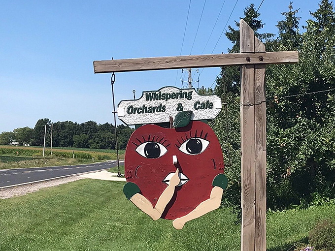 the castle vineyard 8