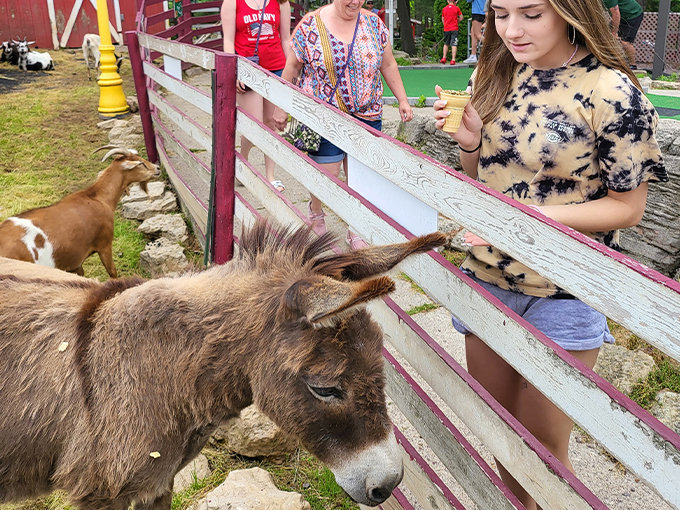 Timber Falls Adventure Park 5