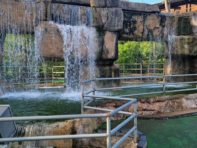 Timber Falls Adventure Park 8