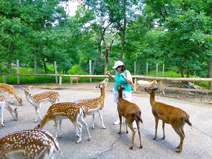 Wisconsin Deer Park 1
